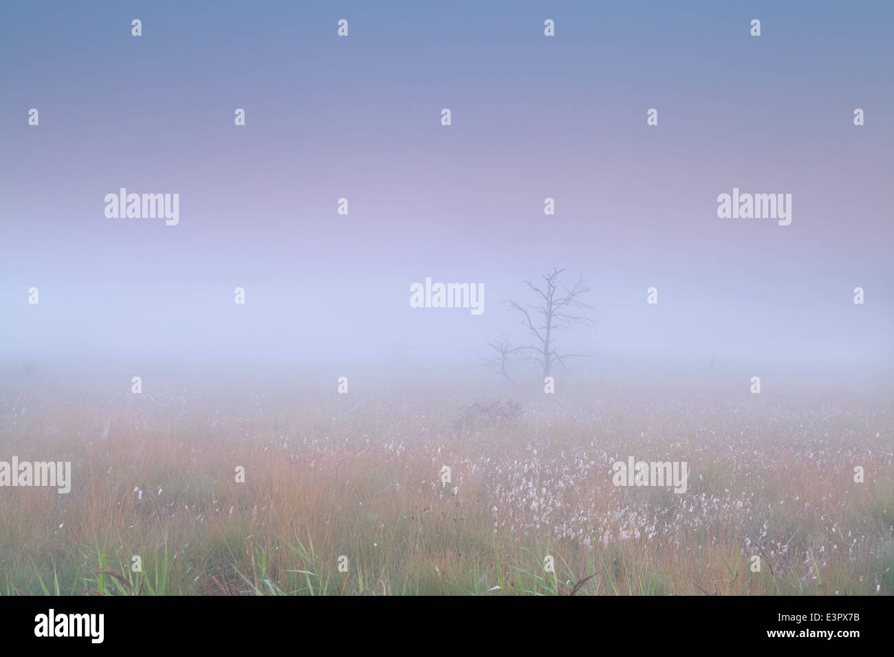 marsh in dense fog, Fochteloerveen, Netherlands Stock Photo - Alamy