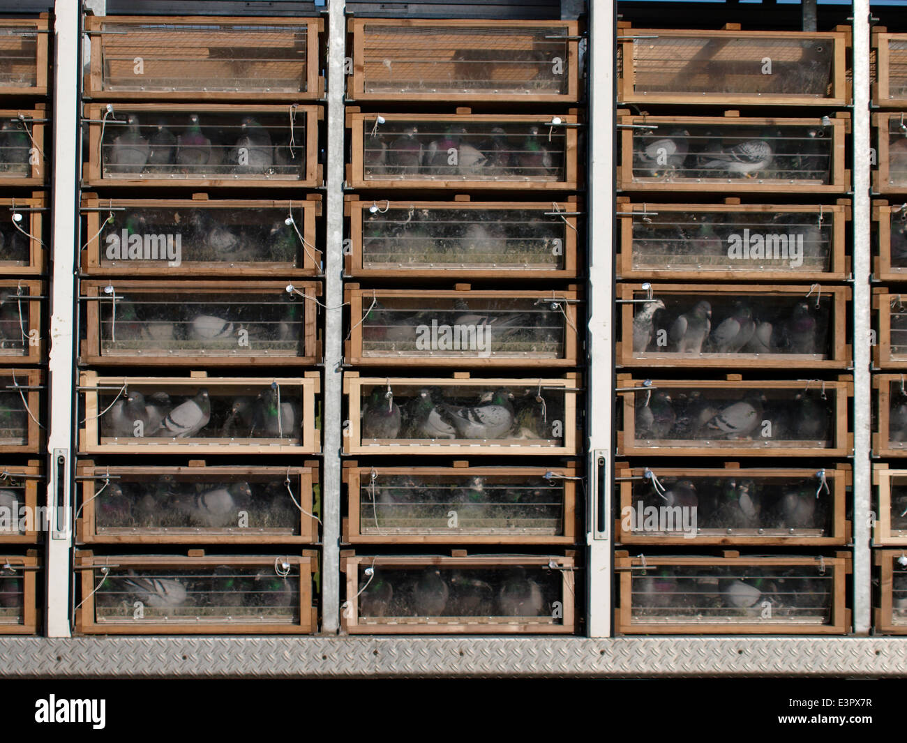 Racing Pigeon Transport Stock Photos & Racing Pigeon Transport Stock ...