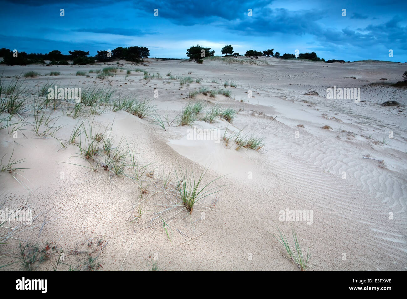 Sand dunes in holland desert hi-res stock photography and images - Alamy