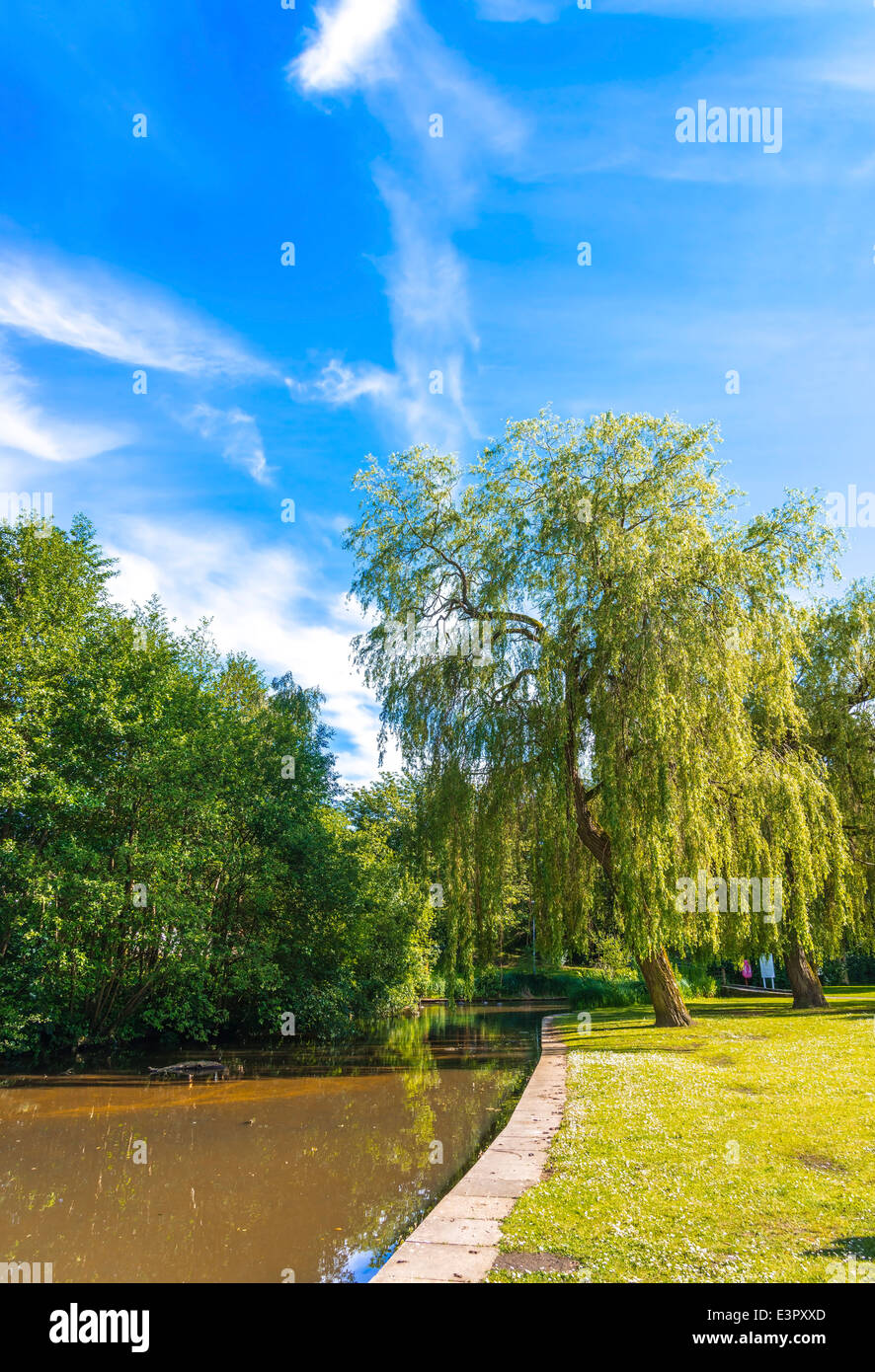Bent tree at south pond in Midhurst, West Sussex Stock Photo - Alamy