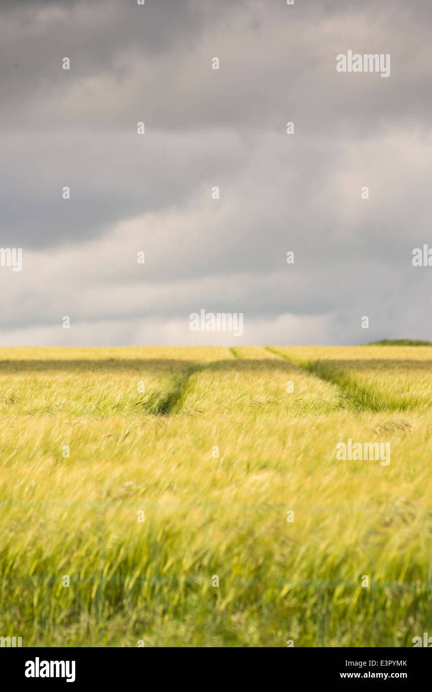 Hori hi-res stock photography and images - Alamy