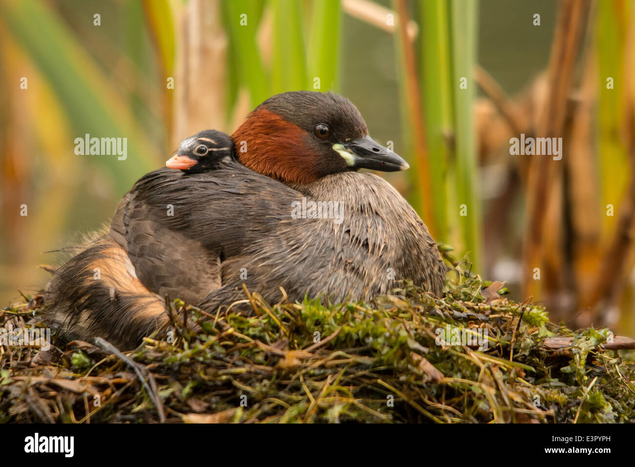 Baby little grebe hi-res stock photography and images - Alamy