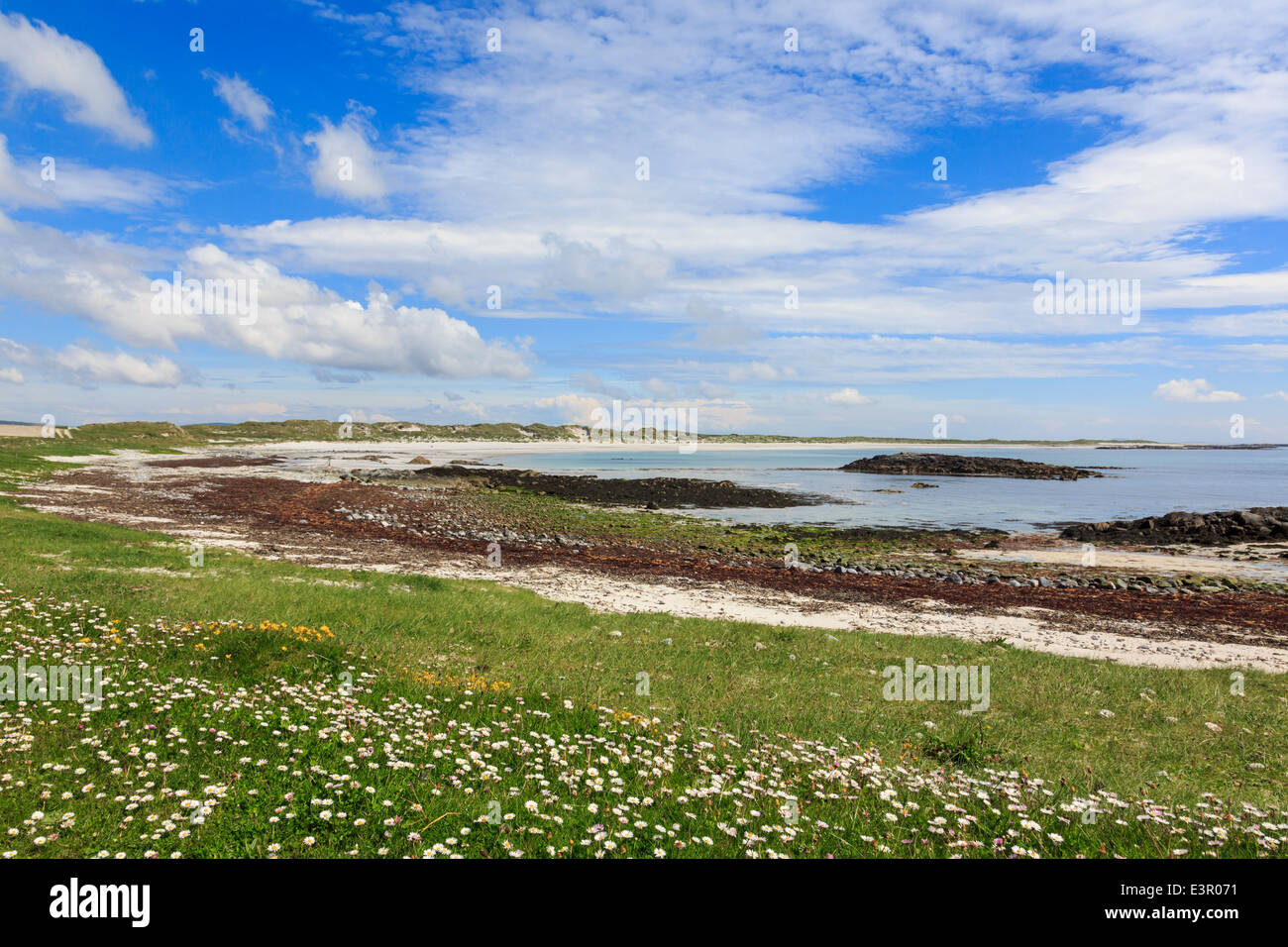 Flowers growing in Machair grassland on west coast. Traigh Iar beach ...