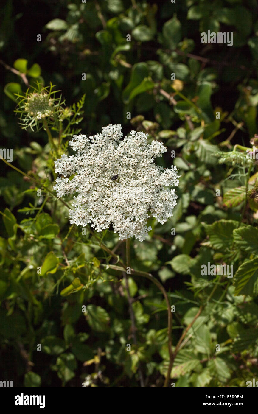 Daucus carota flower hi-res stock photography and images - Alamy
