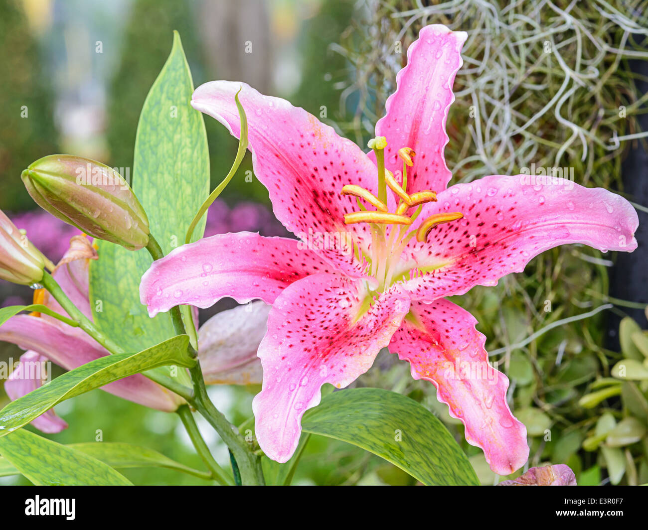 Blossoming lily hi-res stock photography and images - Alamy