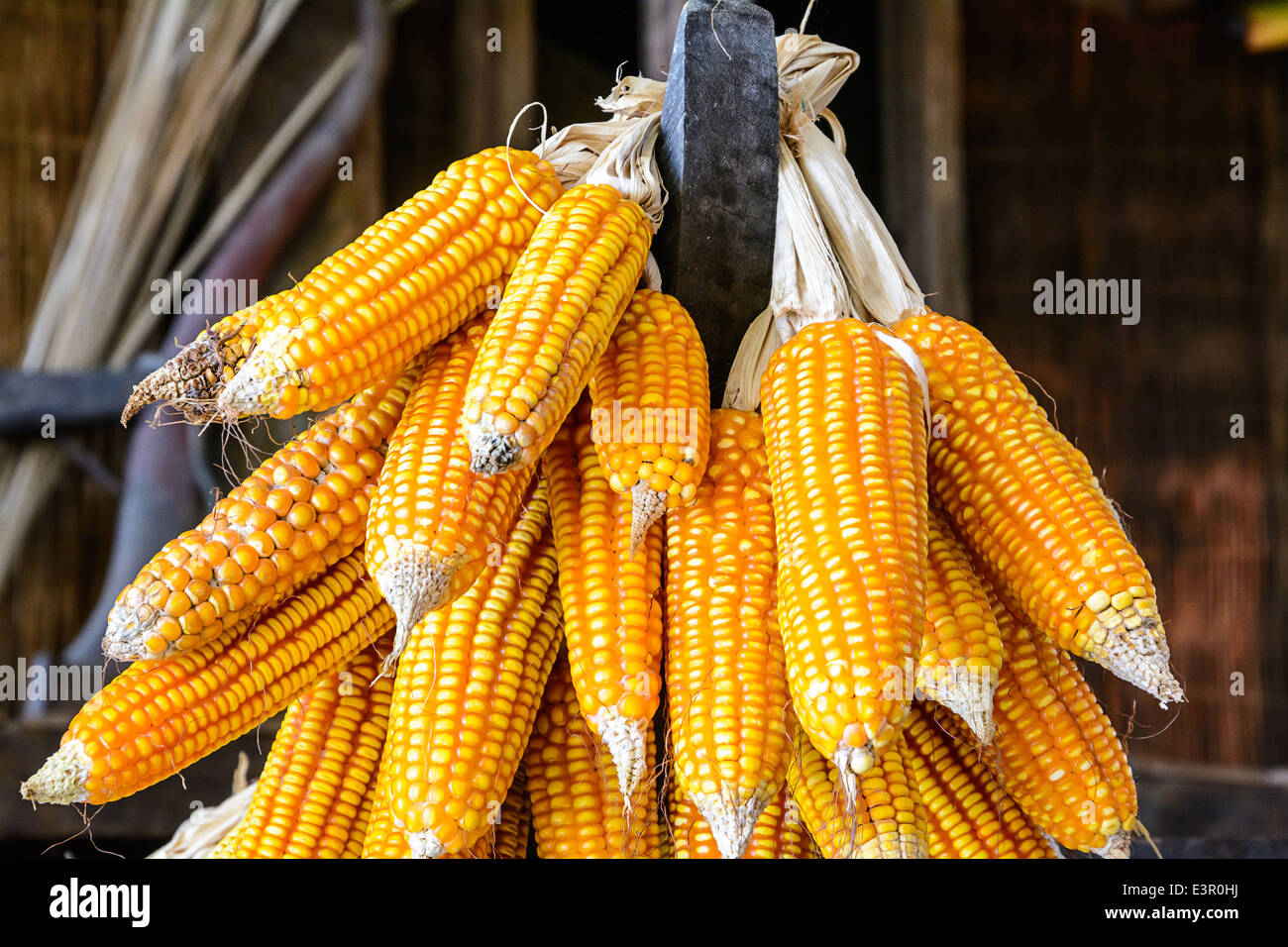 Dry corn was stored as seeds Stock Photo - Alamy