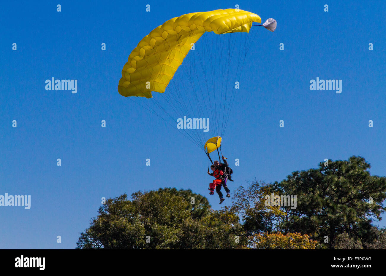 Skydive Deland skydivers with parachutes open landing in Deland Florida ...