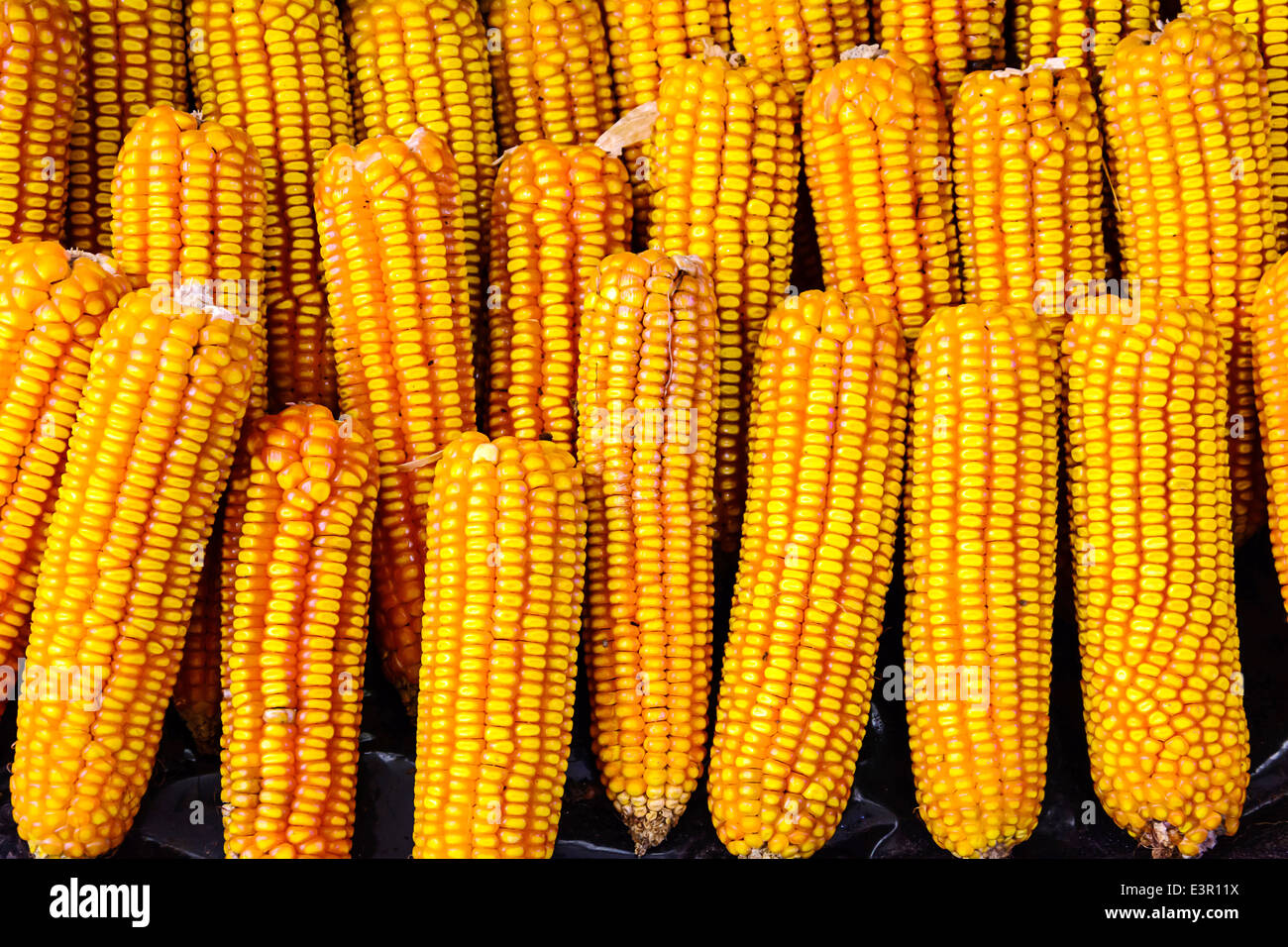 Dry corn was stored as seeds Stock Photo - Alamy