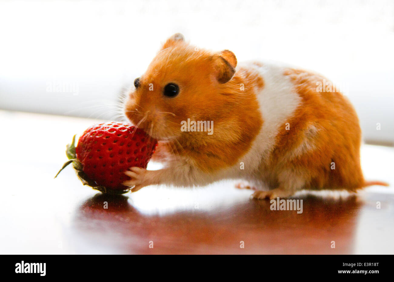 Hamsters Eating Strawberries