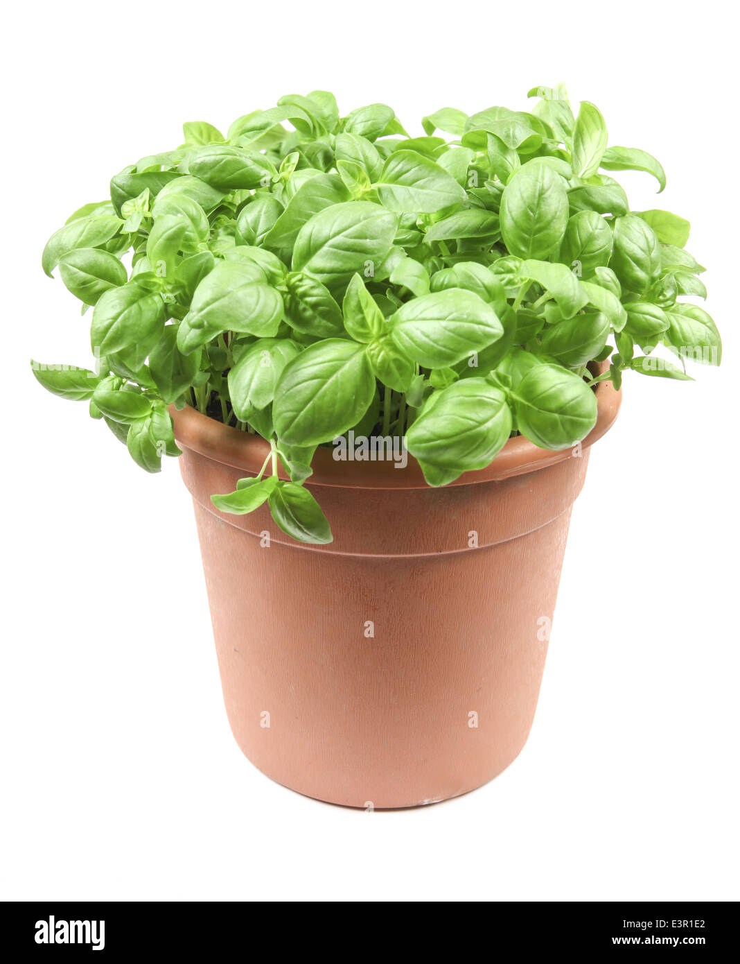 Red basil plant Cut Out Stock Images & Pictures - Alamy