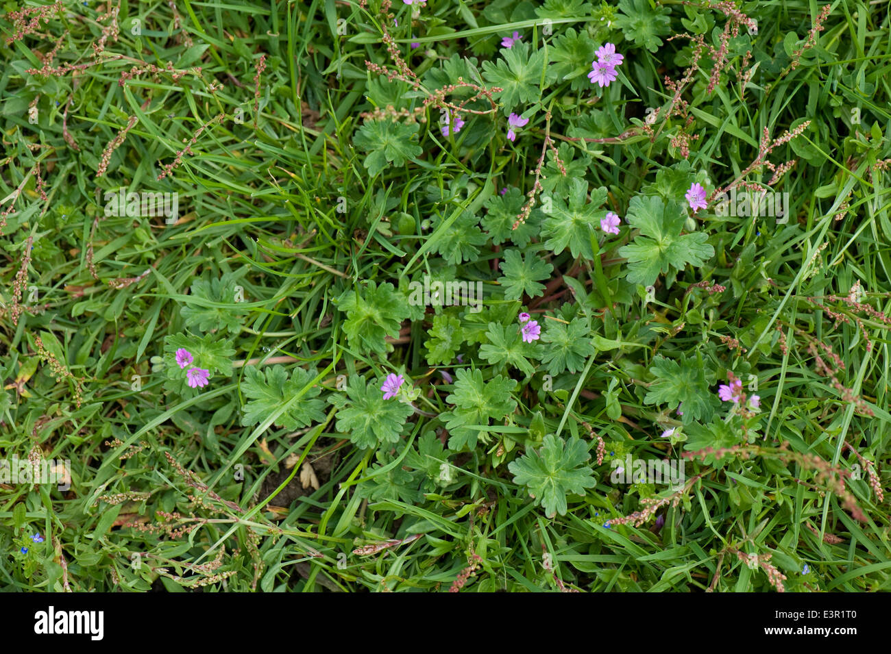 Dove's-foot cranesbill, Geranium molle, plant with pink flowers Stock ...