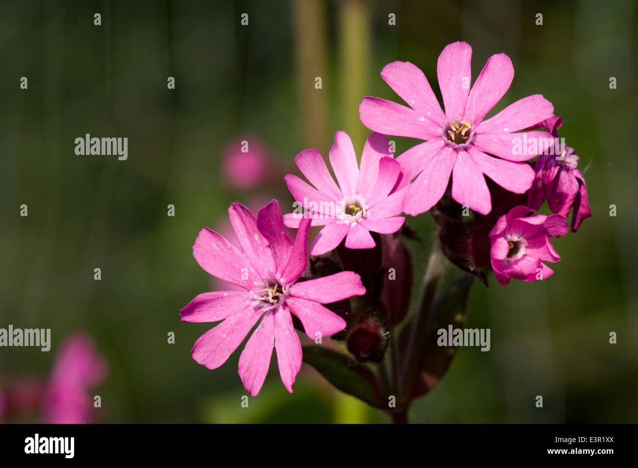 Red campion, Silene dioica, flowering plant Stock Photo - Alamy