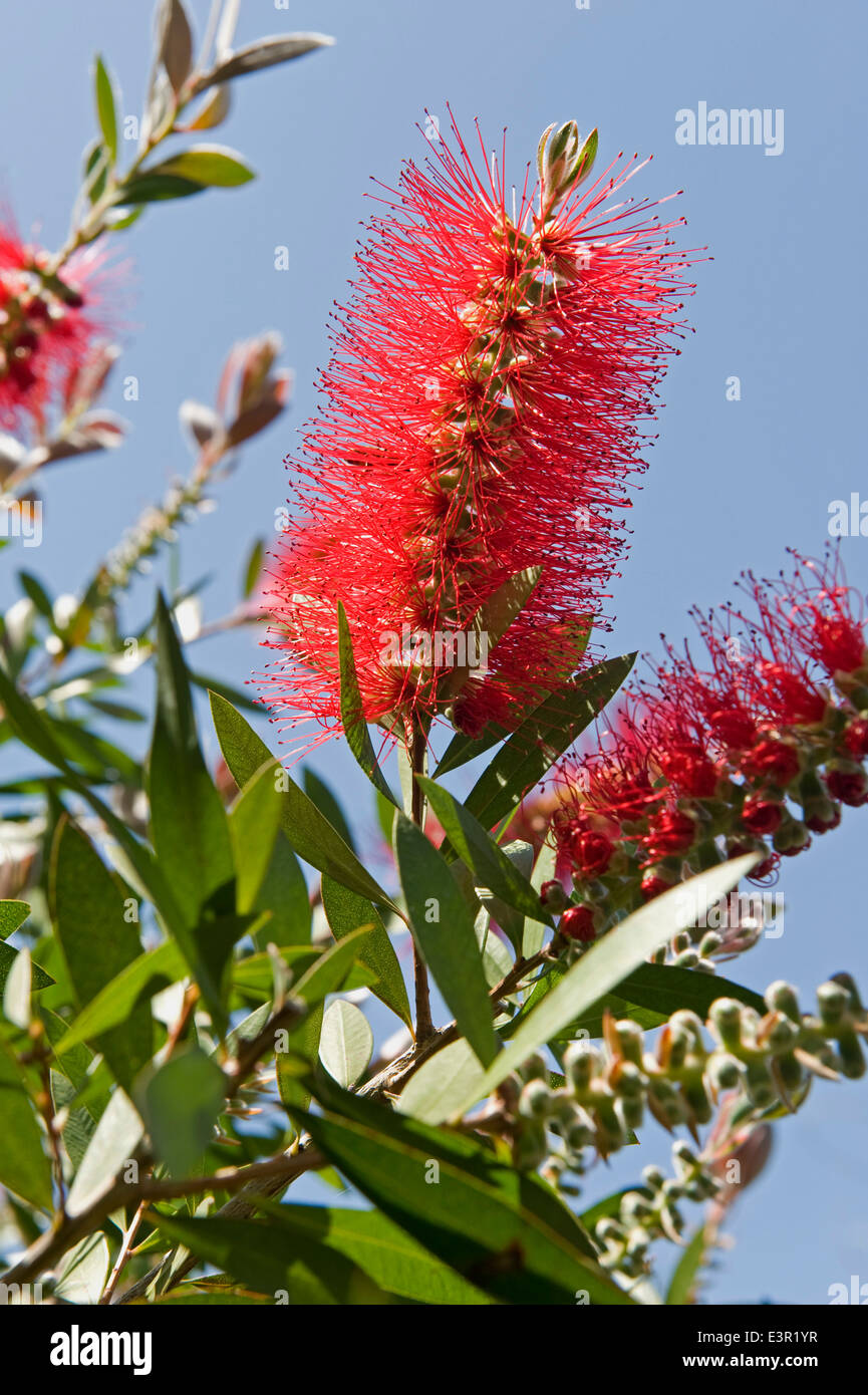 Callistemon hi-res stock photography and images - Alamy