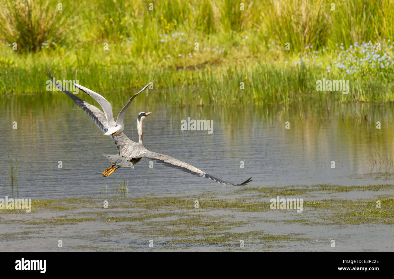 Heron in flight Stock Photo - Alamy