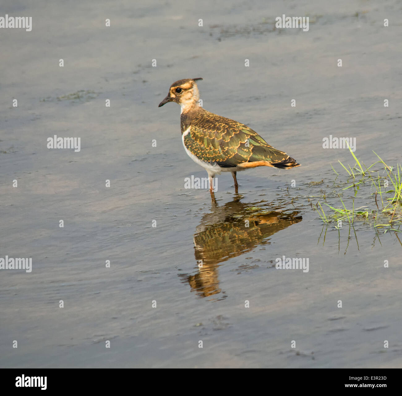 Female lapwing hi-res stock photography and images - Alamy