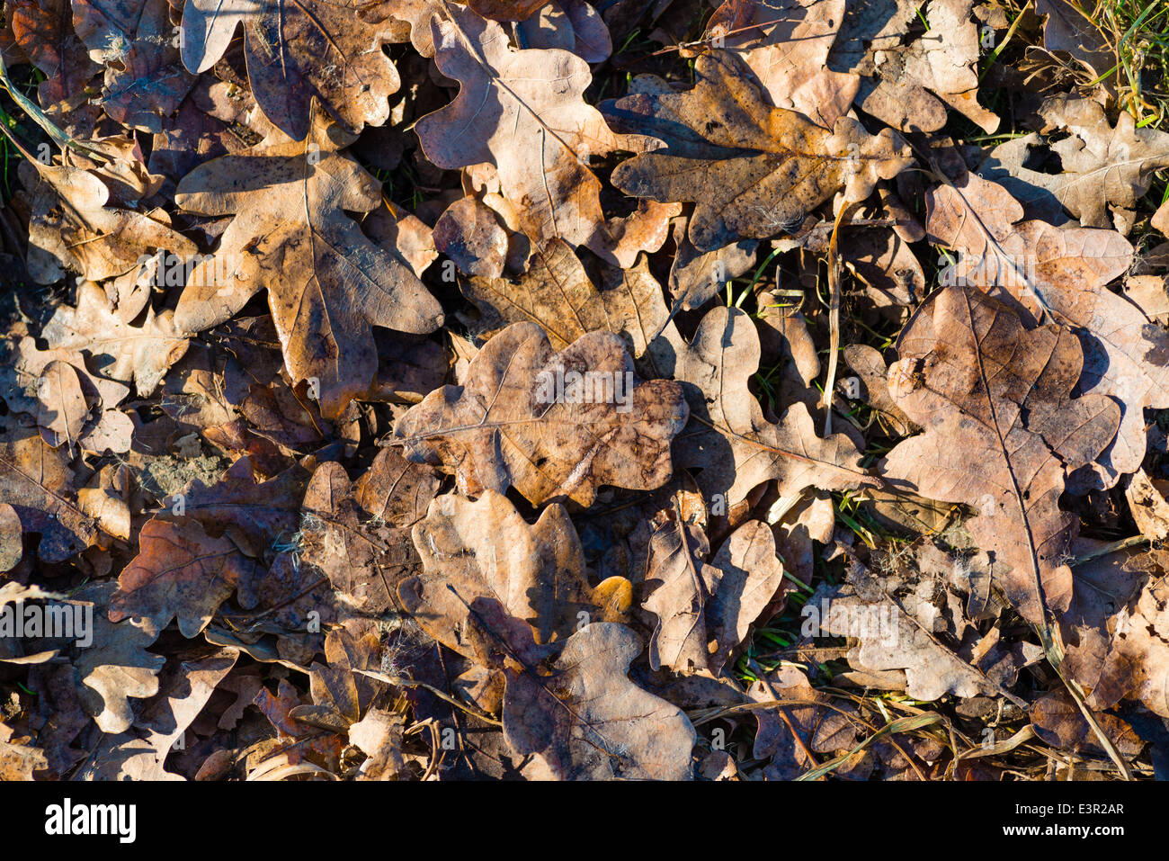 autumn leaves withered Stock Photo - Alamy