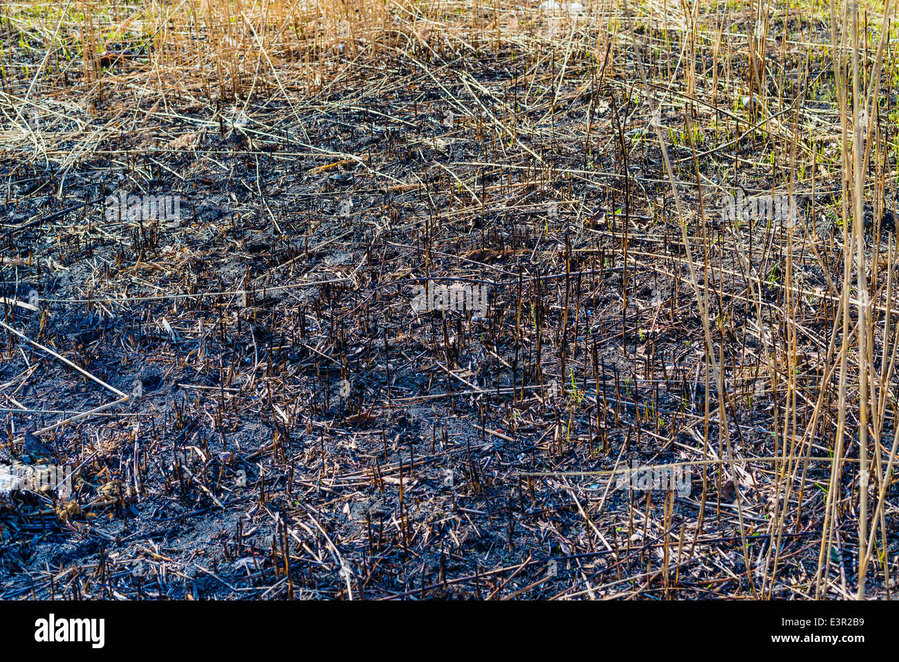 burnt grass, texture of burn straw grass land Stock Photo - Alamy