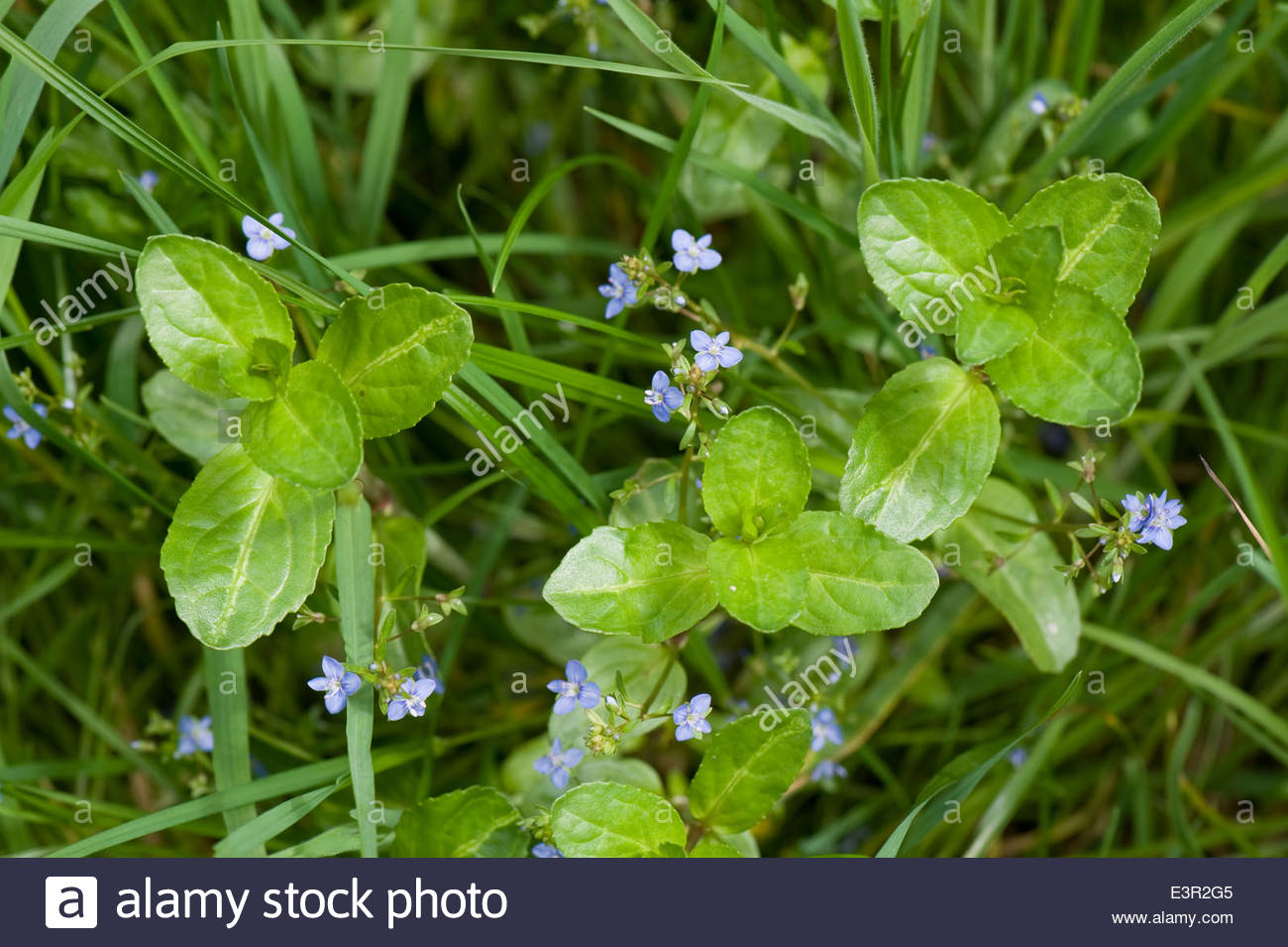 Water Scorpion Stock Photos & Water Scorpion Stock Images - Alamy