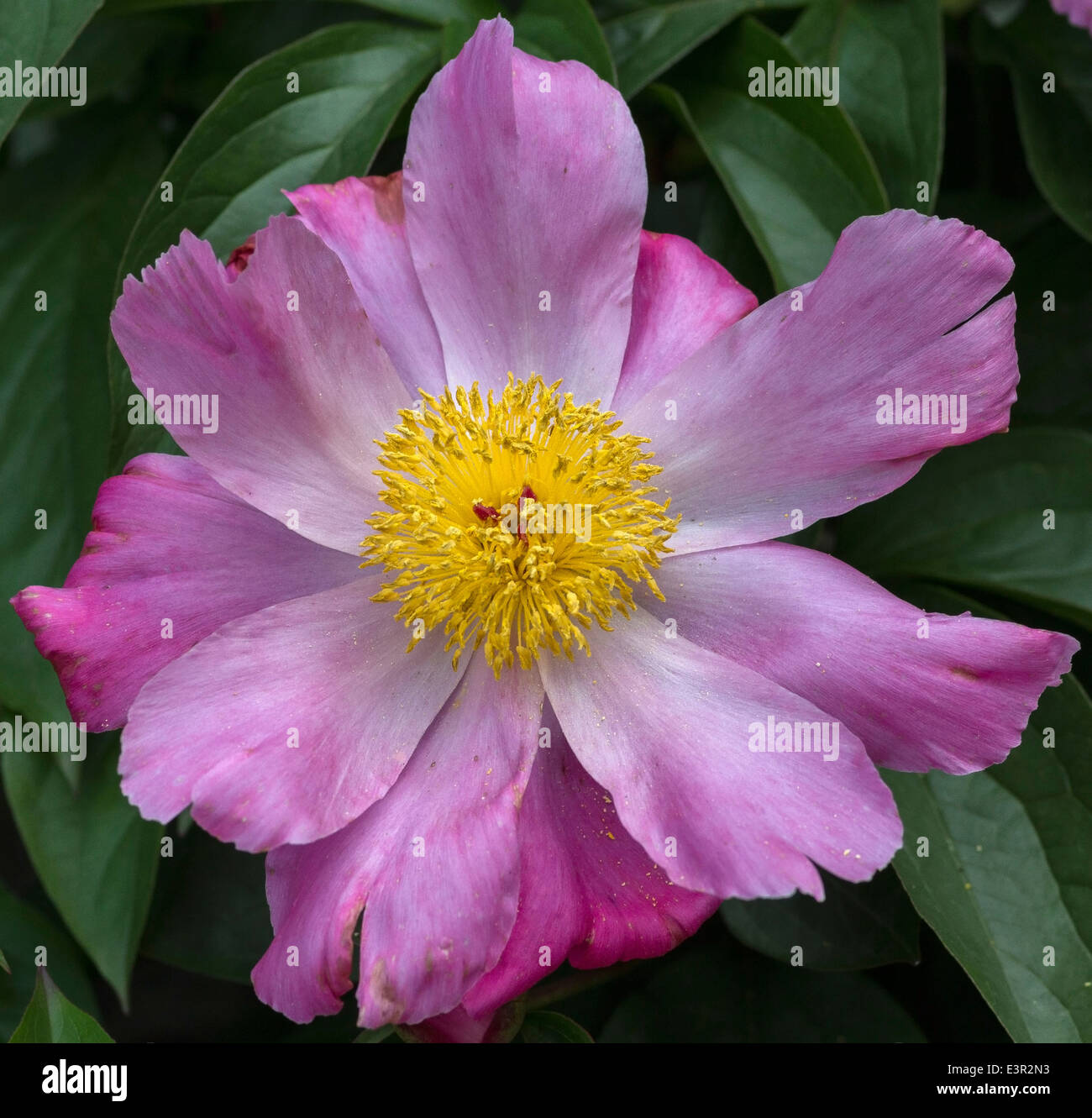 Pink peony flower close up Peonia Stock Photo - Alamy