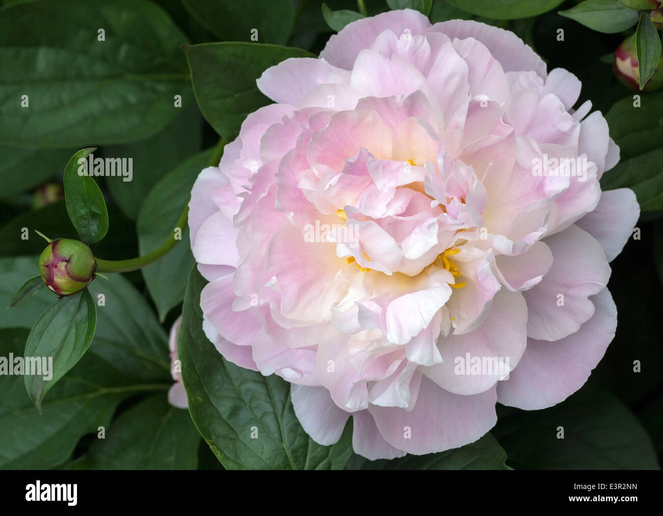 Pink peony flower close up Peonia Stock Photo - Alamy
