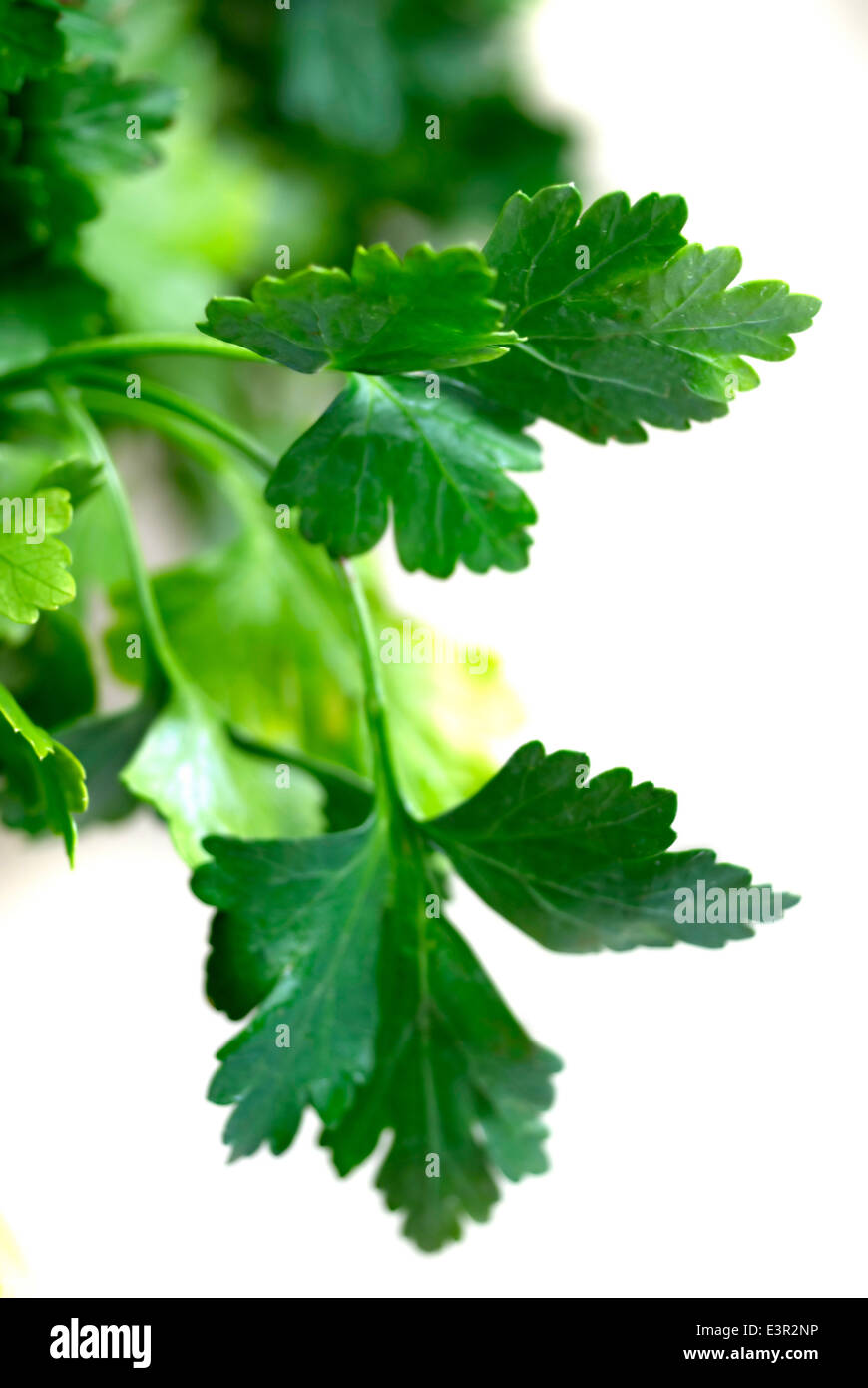 Flat Leaf Parsley Stock Photo - Alamy