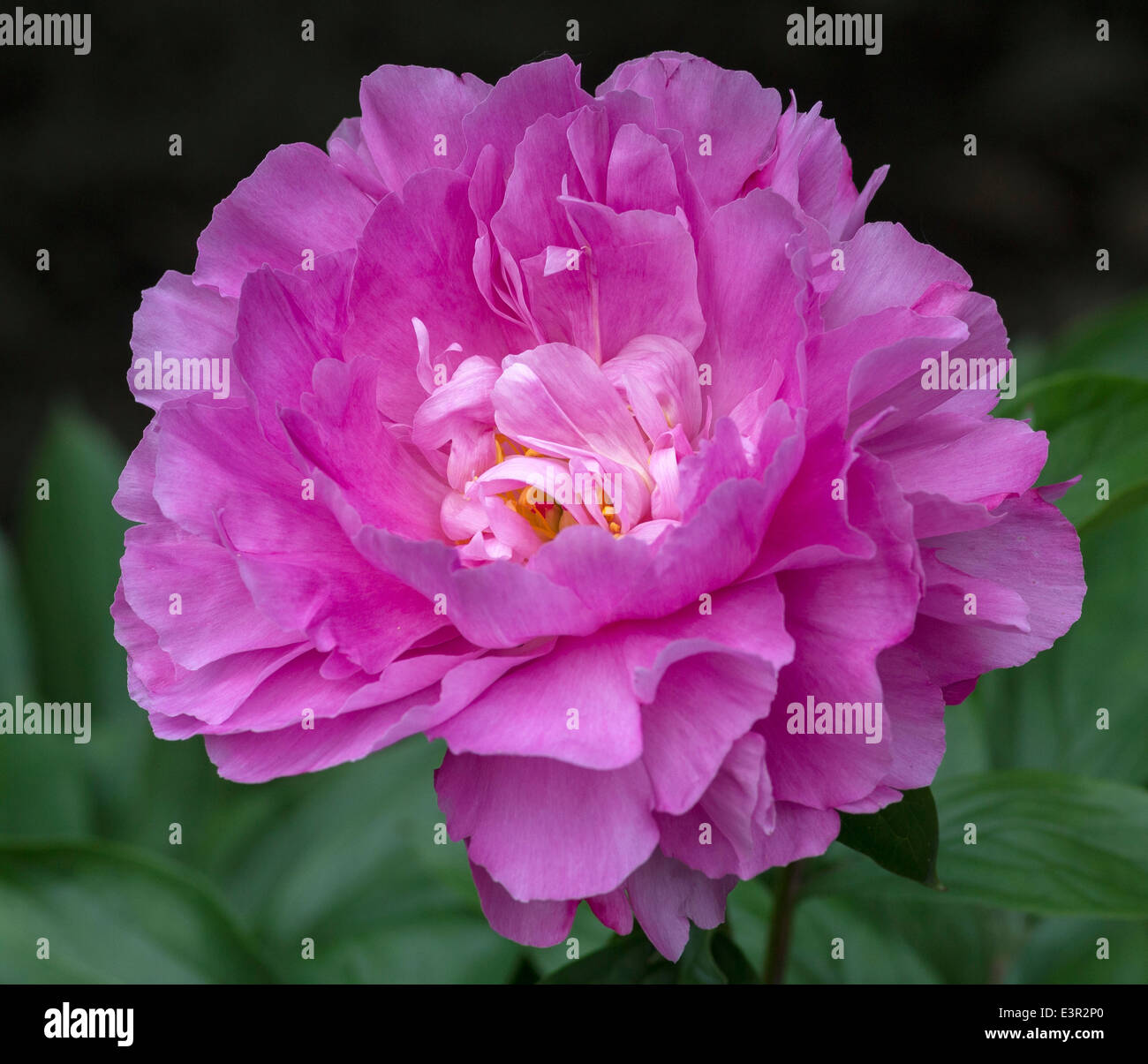 Pink peony flower close up Peonia Stock Photo - Alamy