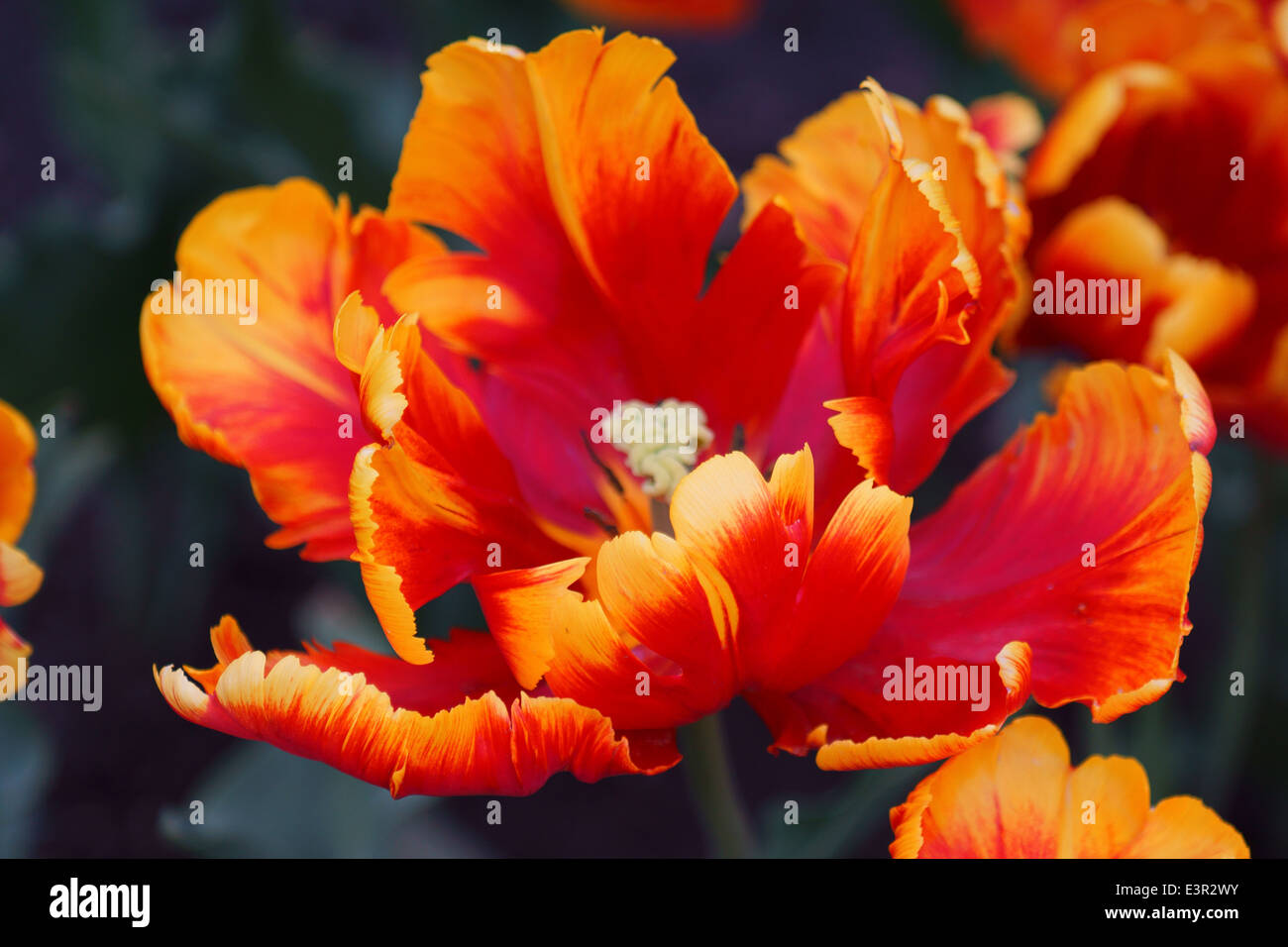 Orange ragged tulip flower close up Stock Photo - Alamy