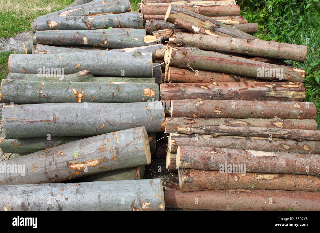 Trunks cut down pine hi-res stock photography and images - Alamy
