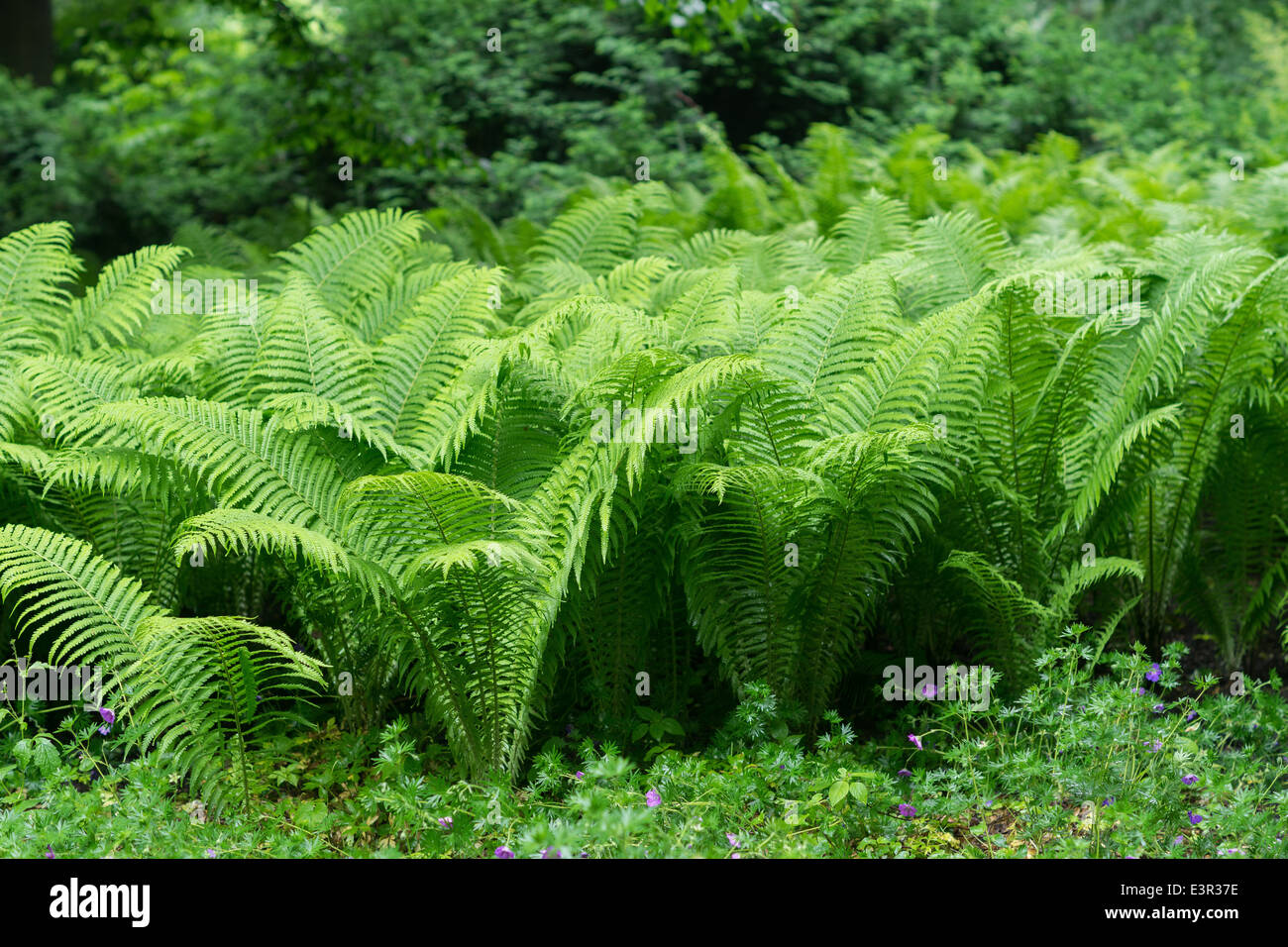 Green spring hi-res stock photography and images - Alamy