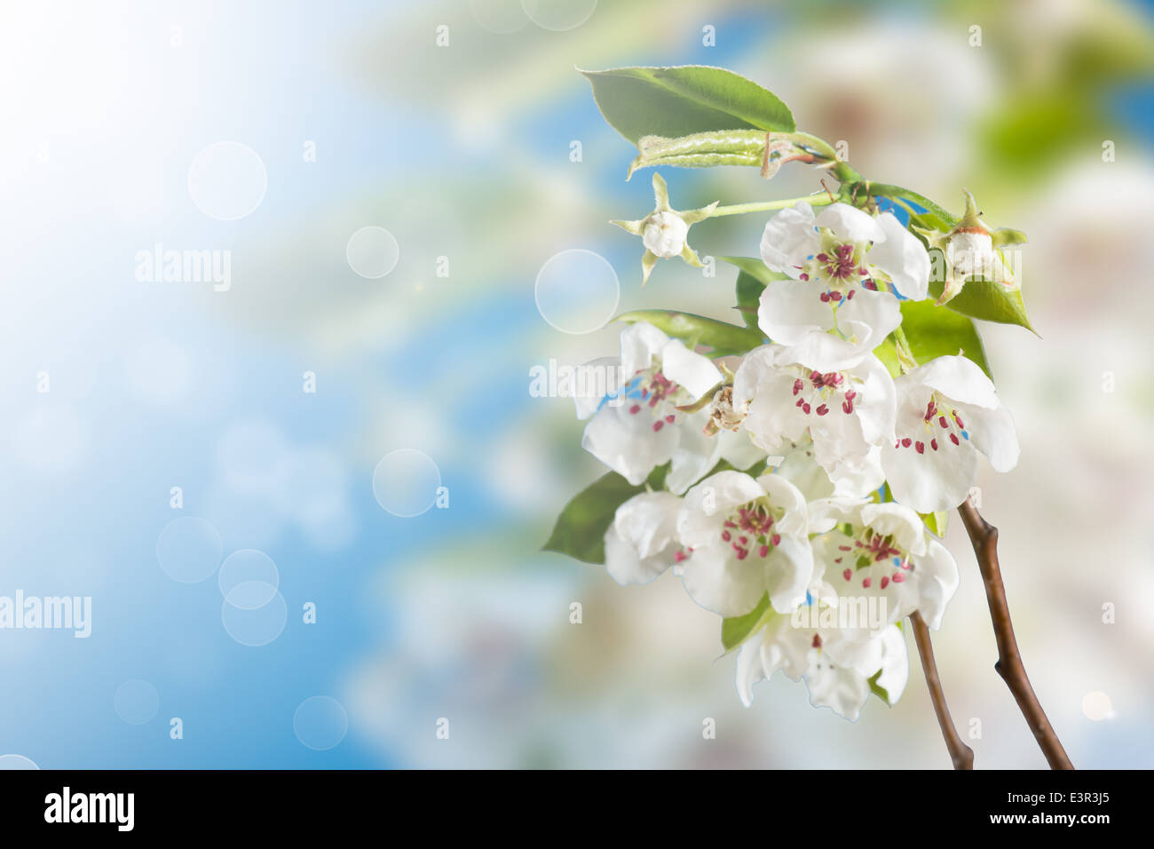 flowering pear flowers on a blue background Stock Photo - Alamy