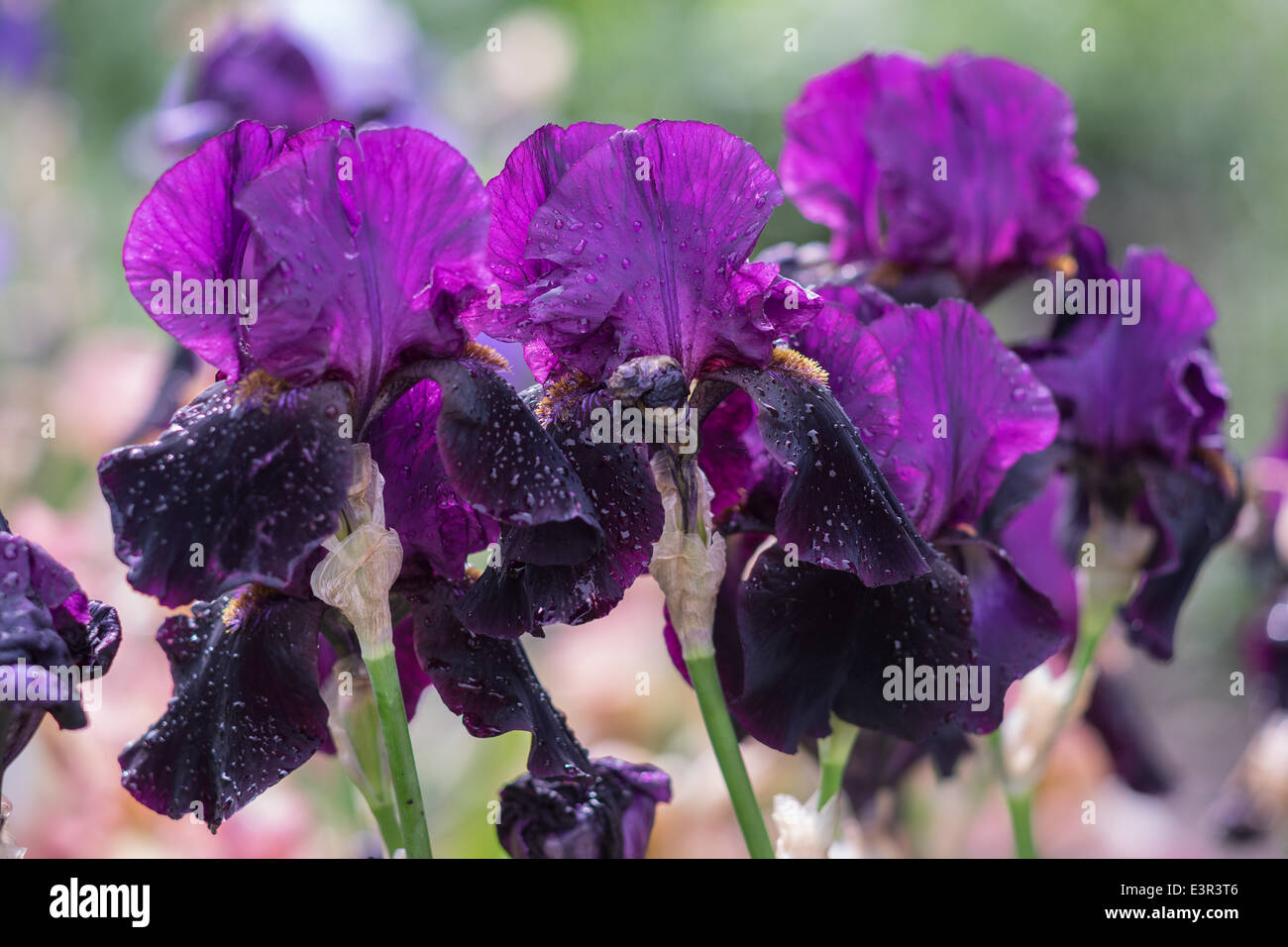 Violet iris hi-res stock photography and images - Alamy