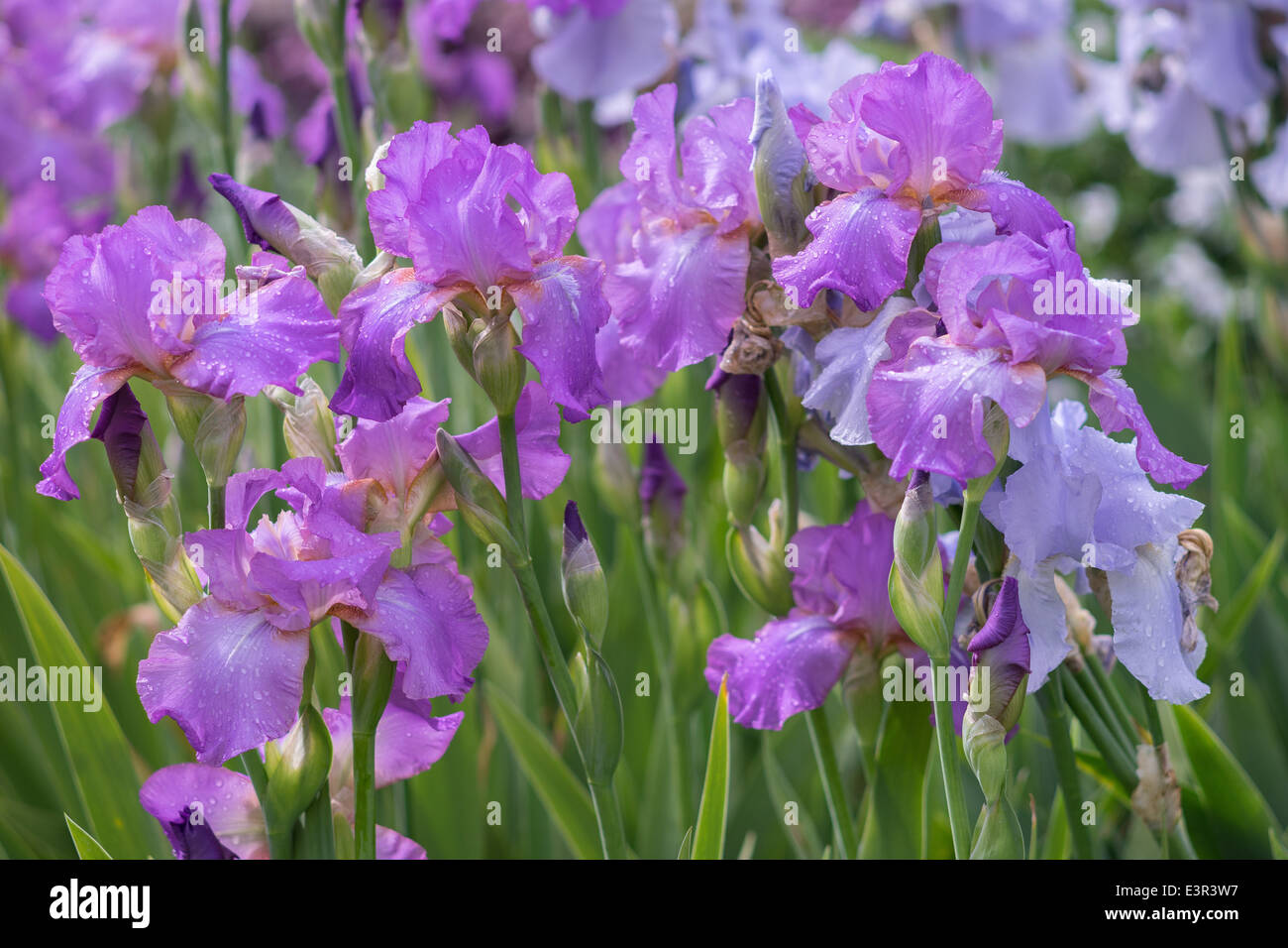 Violet iris flowers Stock Photo - Alamy