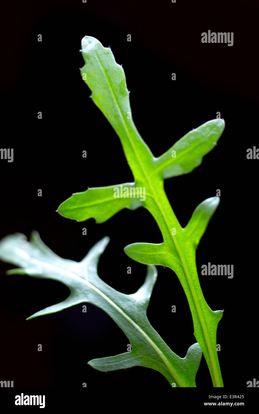 Fresh Rocket / Herbs Stock Photo - Alamy