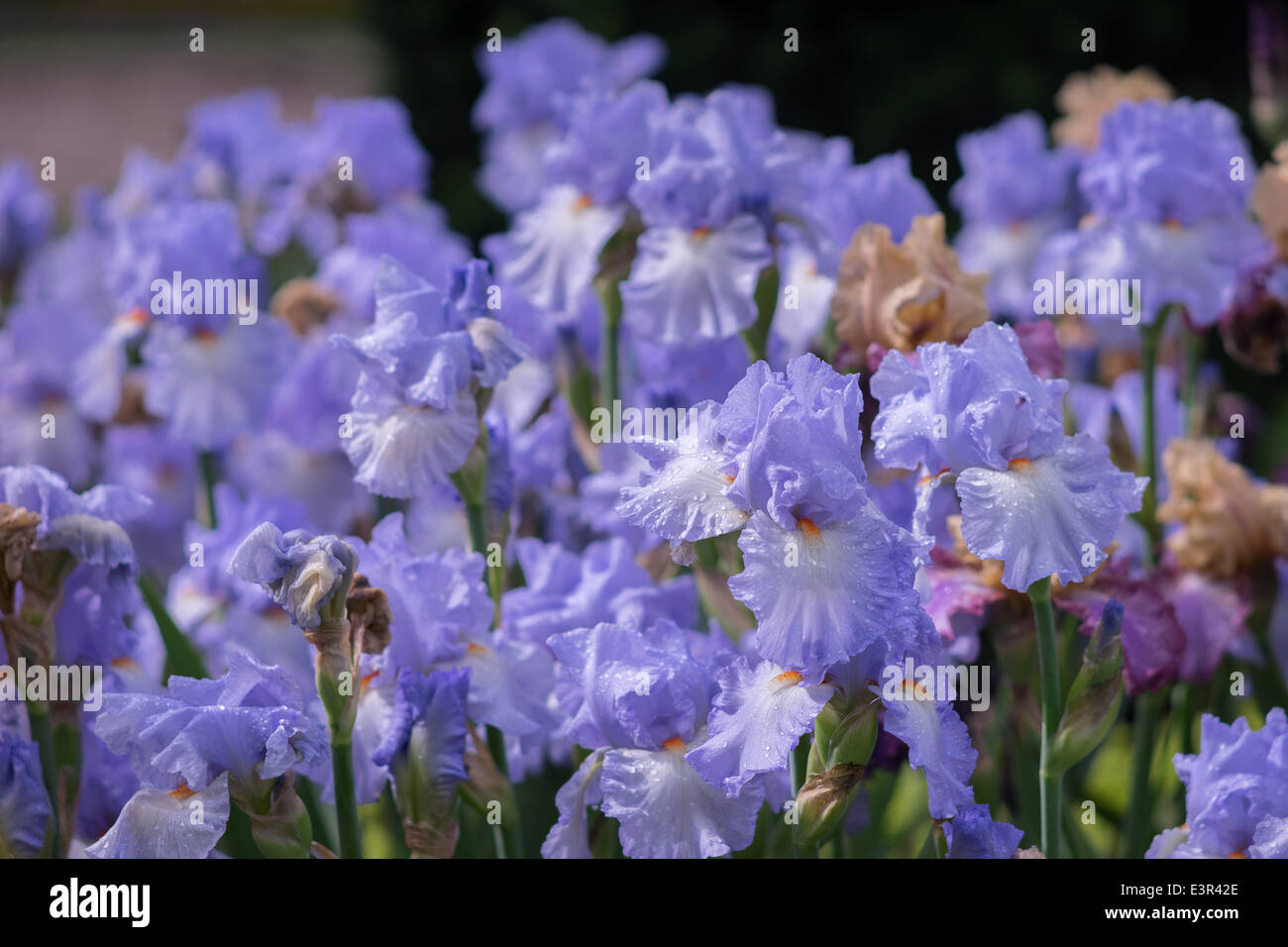 Pale purple violet blue iris flowers close up Stock Photo - Alamy