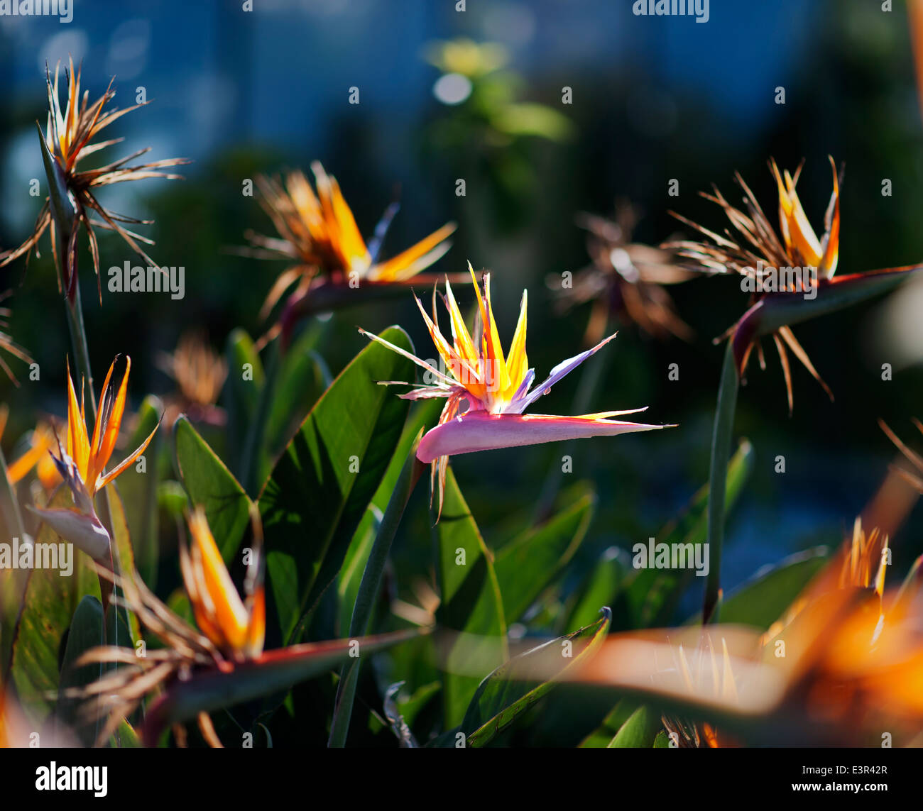 Strelitzia regin hi-res stock photography and images - Alamy