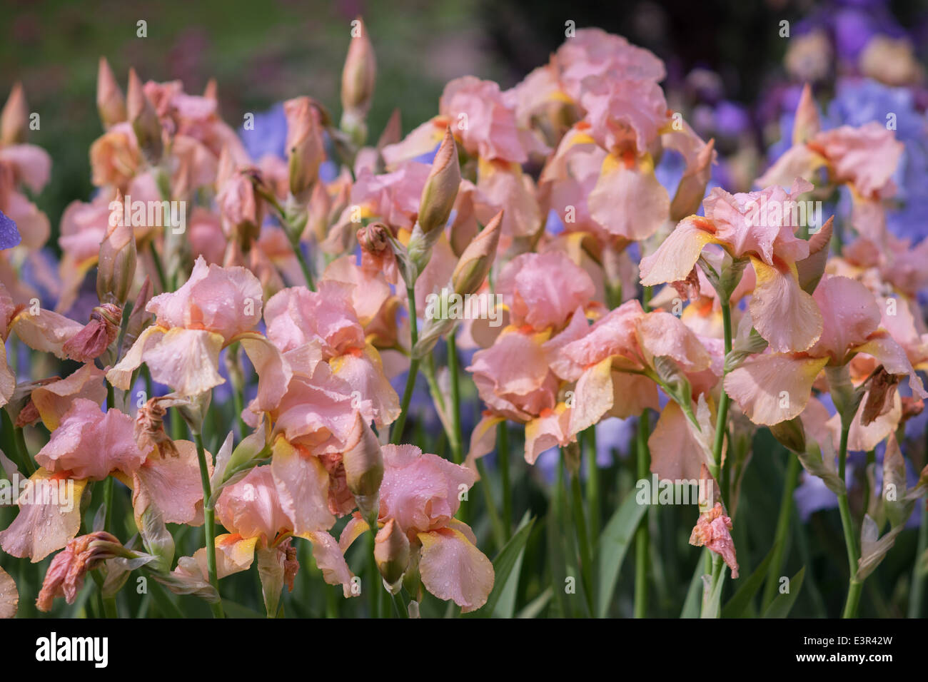 Pink iris flowers close up Stock Photo - Alamy