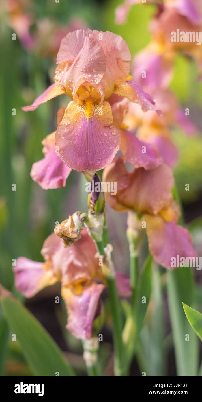 Pink iris flowers close up Stock Photo - Alamy