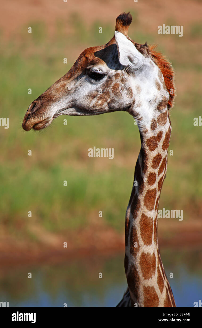 giraffe, Kruger national park, South Africa Stock Photo - Alamy