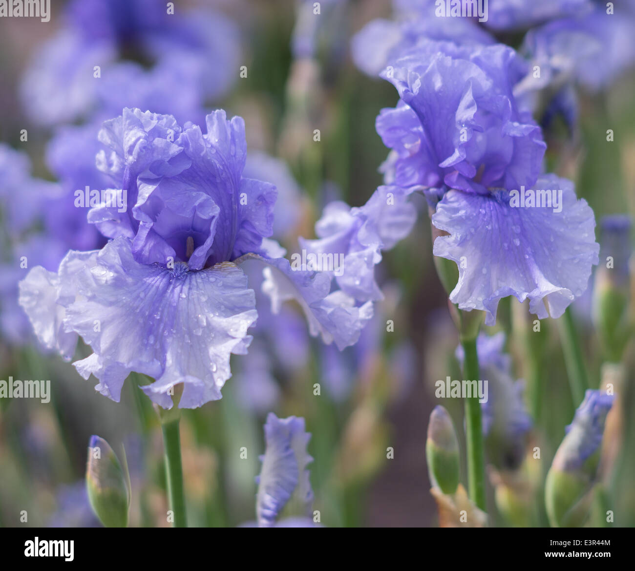Pale purple violet blue iris flowers close up Stock Photo - Alamy