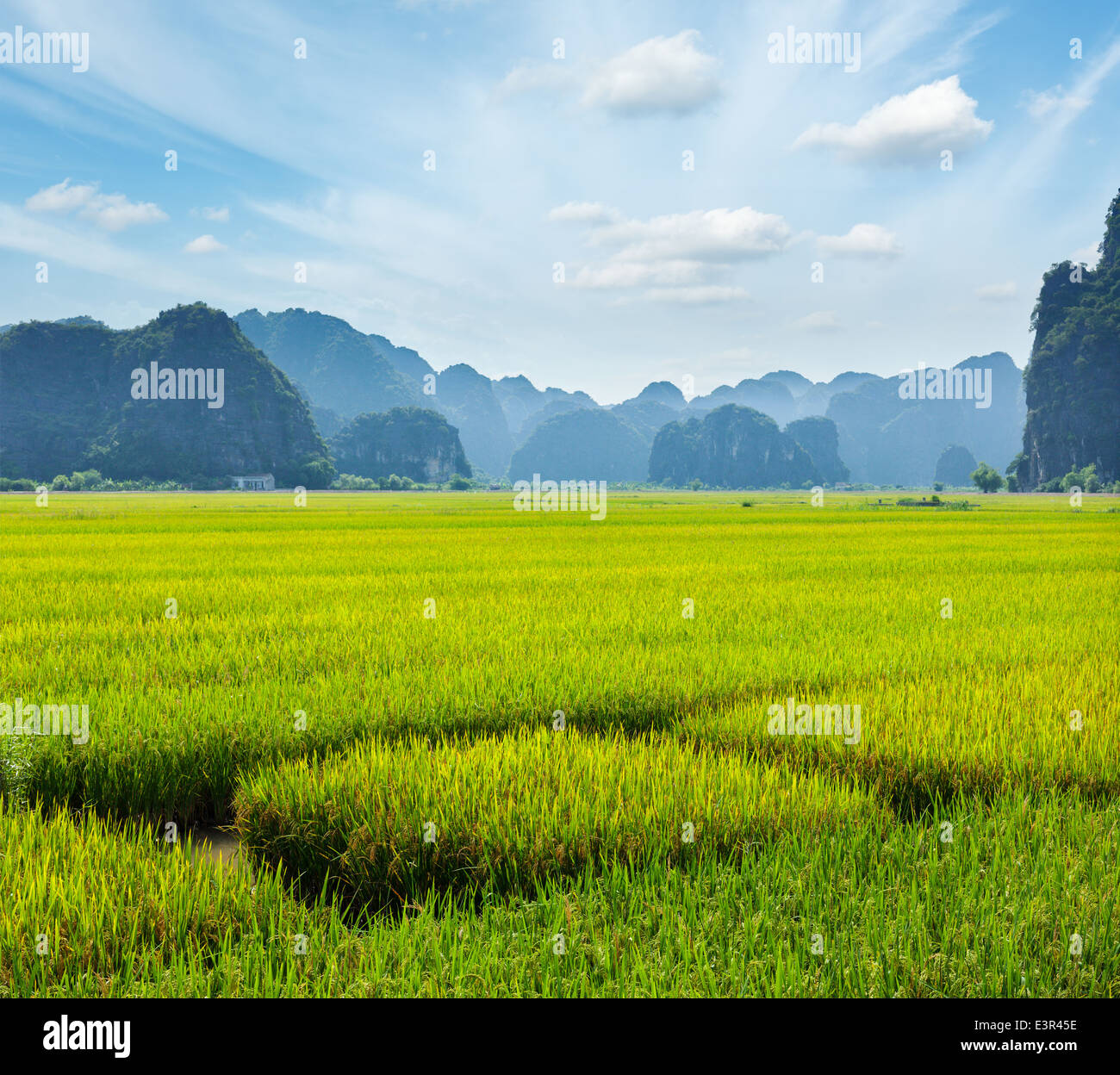 Rice field. Tam Coc, Vietnam Stock Photo - Alamy