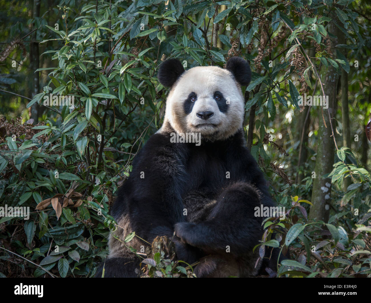 Adult panda posing in the bush, Bifeng Xia, Sichuan Province, China ...