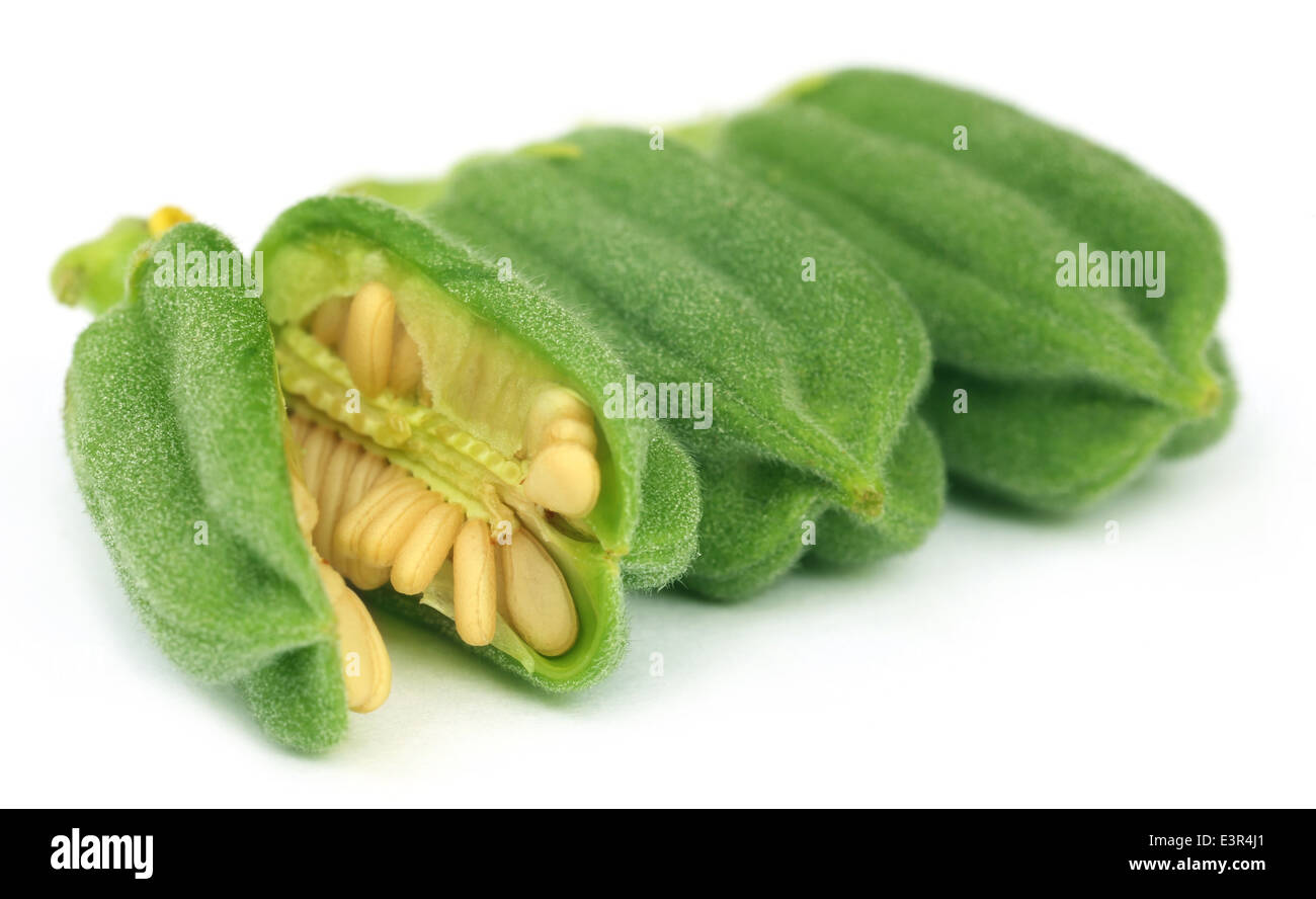 Sesame seed pods and plant hi-res stock photography and images - Alamy