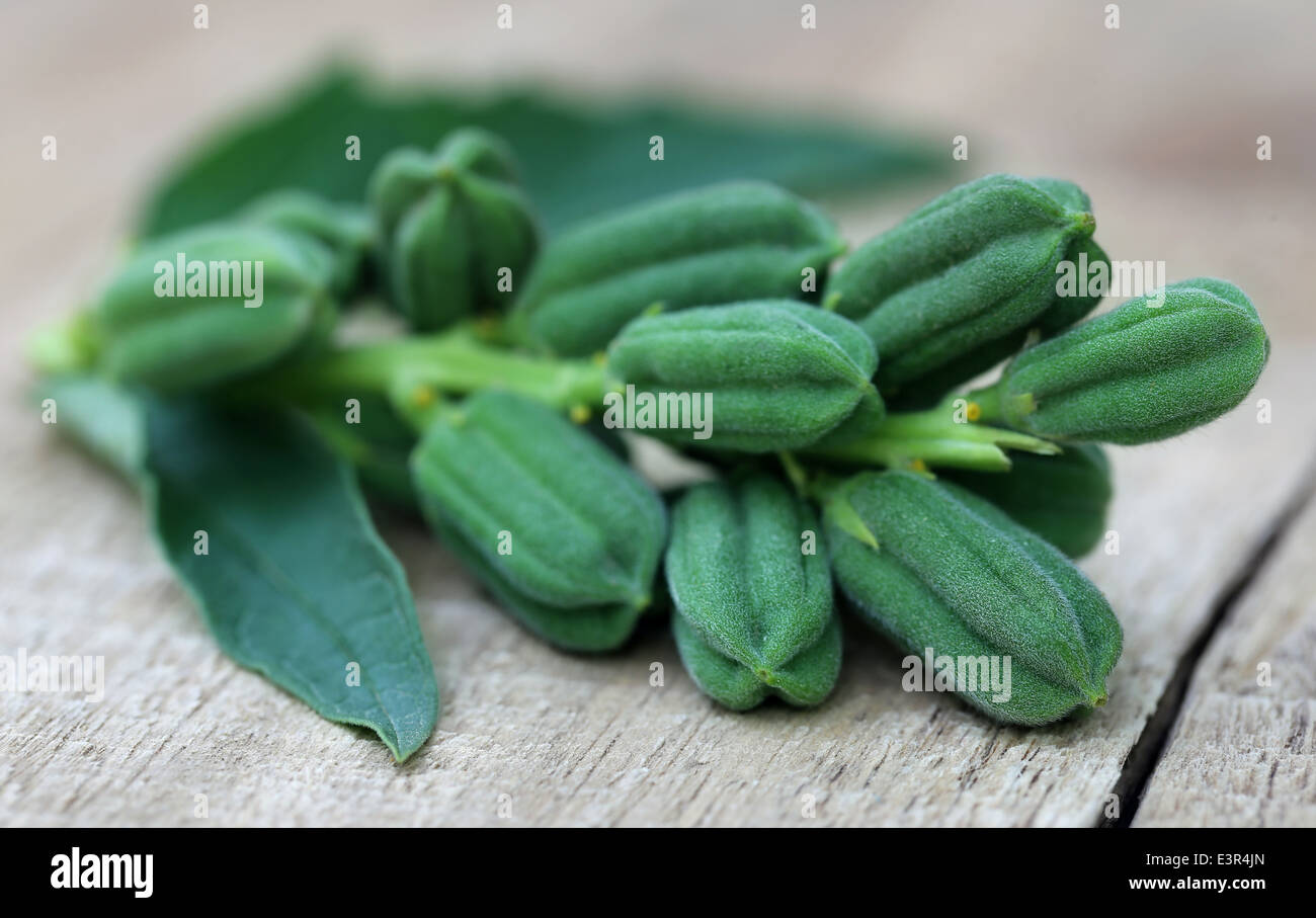 Sesame seed pods and plant hi-res stock photography and images - Alamy
