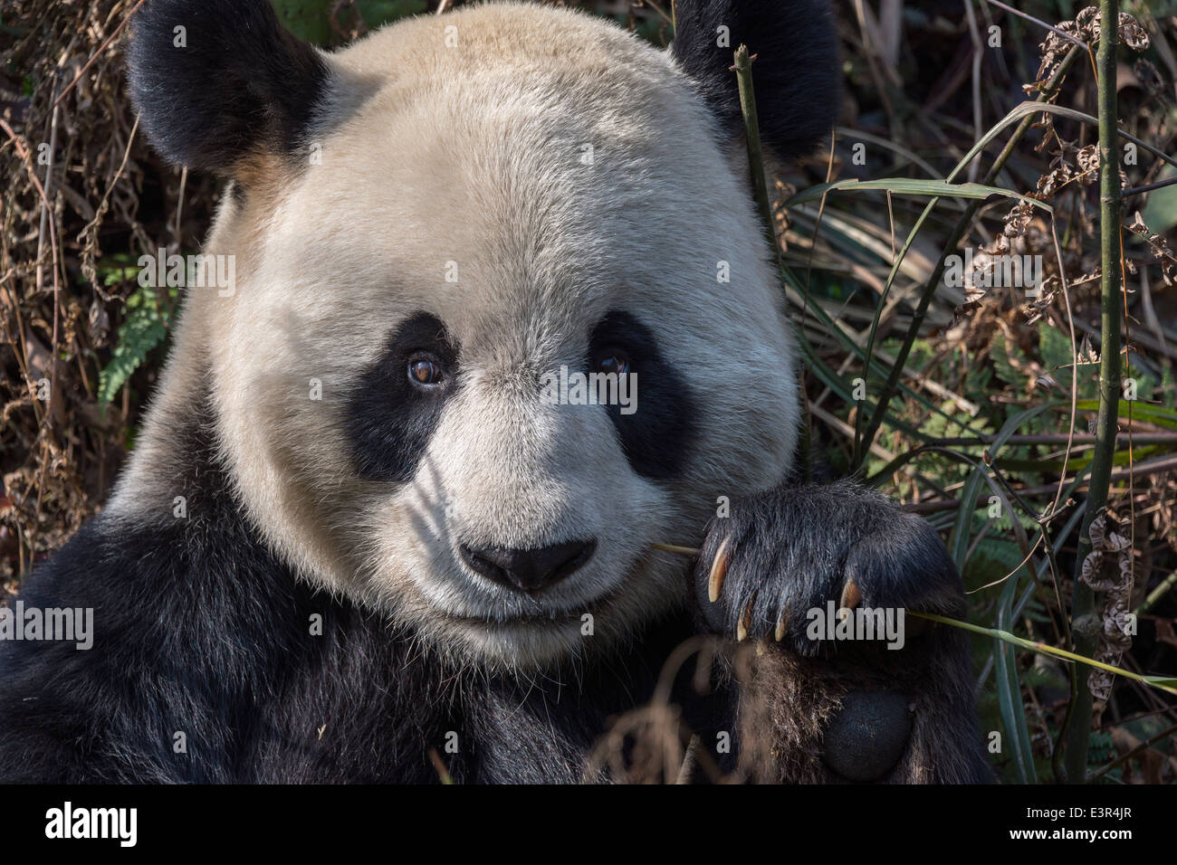 Portrait of a Giant panda with a bamboo stalk in its mouth, Bifeng Xia ...
