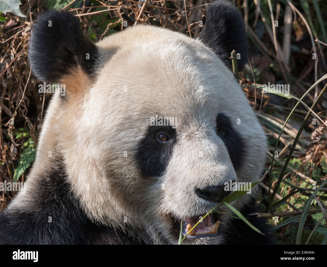 Giant panda close-up, Bifeng Xia, Sichuan Province, China Stock Photo ...