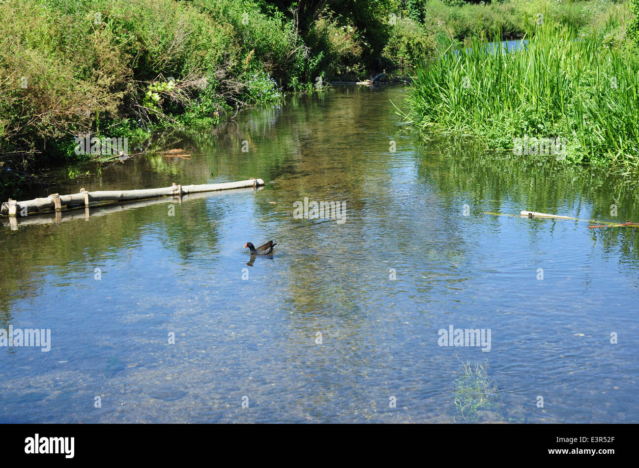 River Purwell, a chalk stream in Hitchin, Hertfordshire with water flow ...