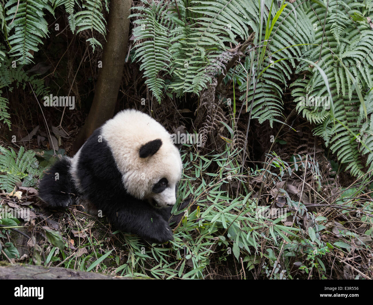 Young panda with ferns and bamboo, Bifeng Xia, Sichuan Province, China ...