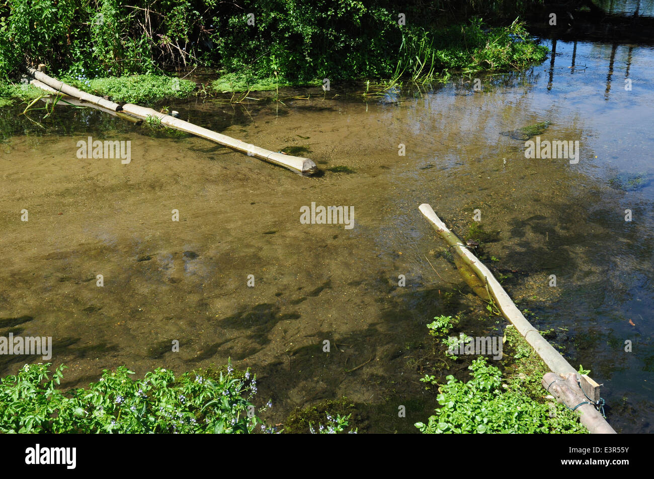 River Purwell, a chalk stream in Hitchin, Hertfordshire with water flow ...