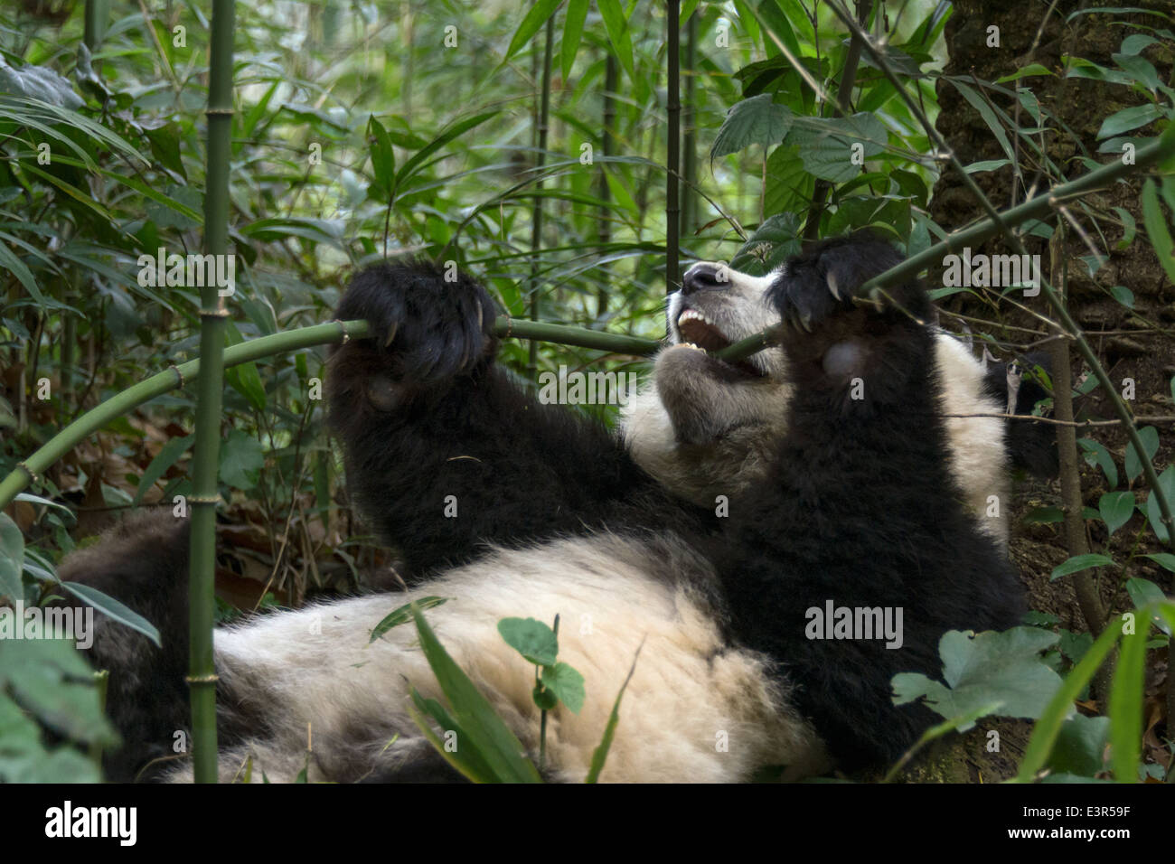 Young panda reaching up for a bamboo stalk hi-res stock photography and ...