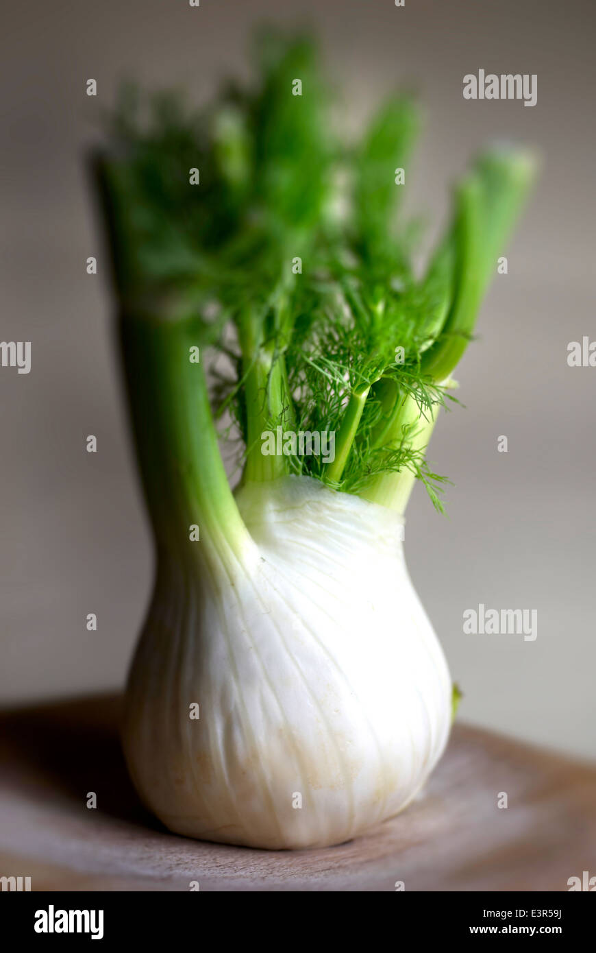 Fennel bulb / Herbs Stock Photo - Alamy
